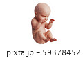 Embryo human fetus unborn, side view - Stock Illustration [59378372 ...