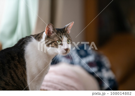 猫 横顔 キジ猫 トラ猫の写真素材 - PIXTA 猫 横顔 キジ猫 トラ猫の写真素材 - PIXTA